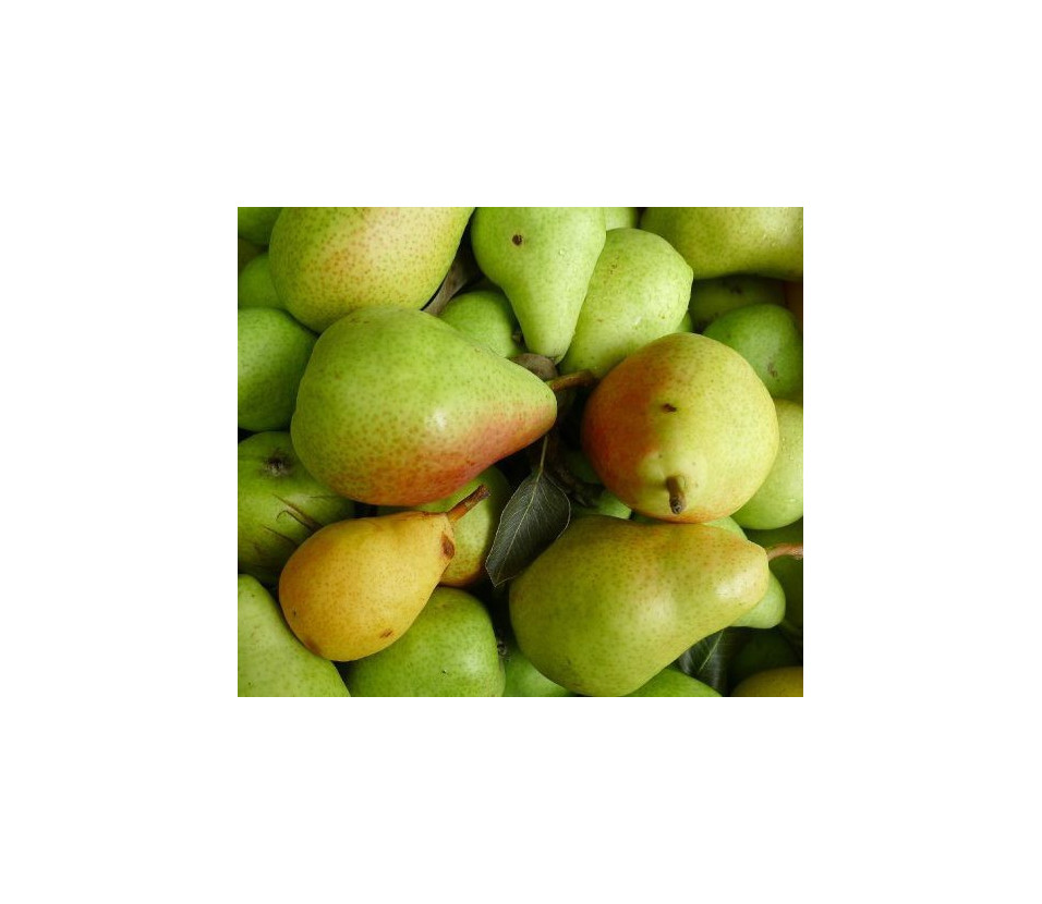 Fruits